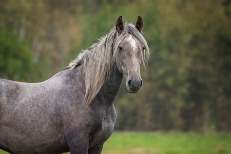 Grey Andalusian