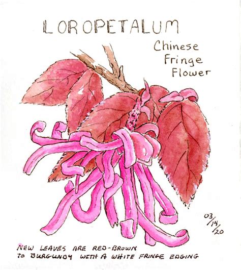 Sbwatercolors And Sketching Chinese Fringe Flower