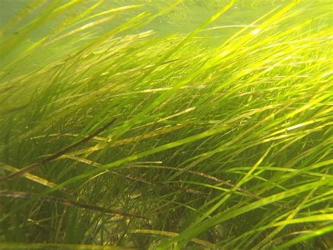 Eelgrass Henry L Ferguson Museum