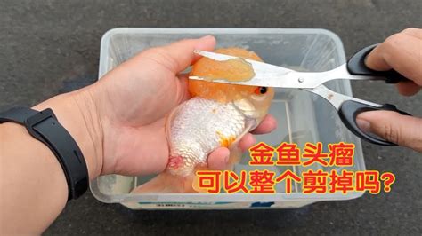 给大头国狮金鱼剪头发，一刀下去犹如刮骨疗伤。头瘤可以剪掉吗？ Youtube