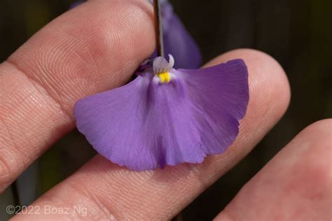 Utricularia Volubilis Species Profile Fierce Flora