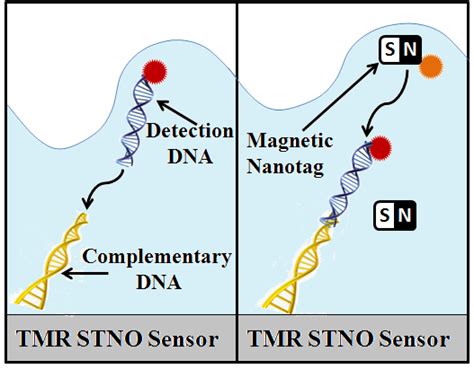 Schematic Model For Stno Based Dna Sensor Detection Dna Selectively Download Scientific