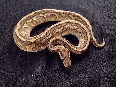 General Custard Ball Python By Chester Genetics Morphmarket