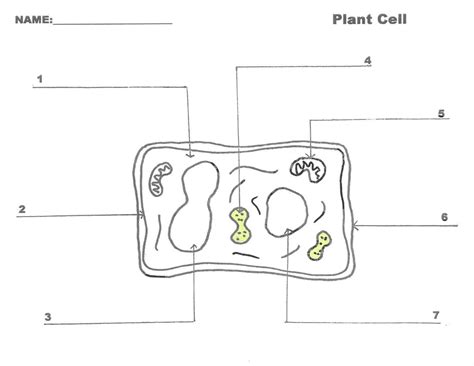 Cell Structure And Organisation Plant Tissues Plant Cell Structure Vs