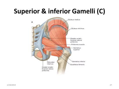 Gluteal Region Complete Pptx Gluteal Region Complete Pptx