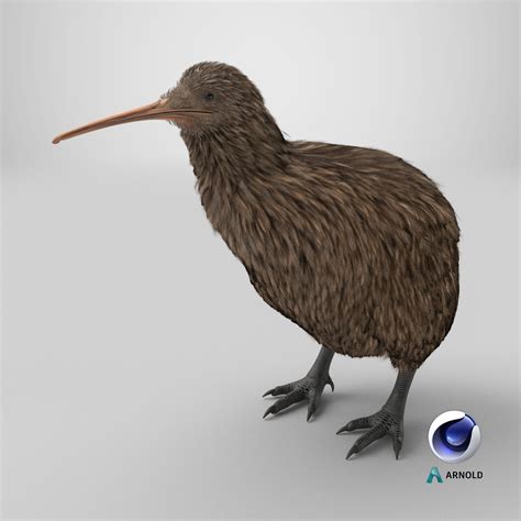 Kiwi Bird 3d Model 79 3ds Blend C4d Fbx Max Ma Lxo Obj Gltf Unitypackage Free3d