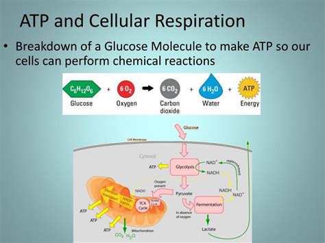 Ppt Atp And Cellular Respiration Powerpoint Presentation Free