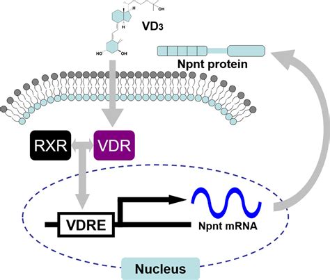Expression Of Nephronectin Is Enhanced By 1α25‐dihydroxyvitamin D3