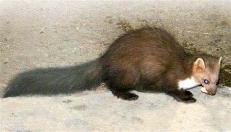 سمور سنگی همسایه سمور جنگلی است گلونی