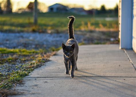 Understanding Treating And Preventing Feline Tail Pull Injuries Cloud Peak Veterinary Services