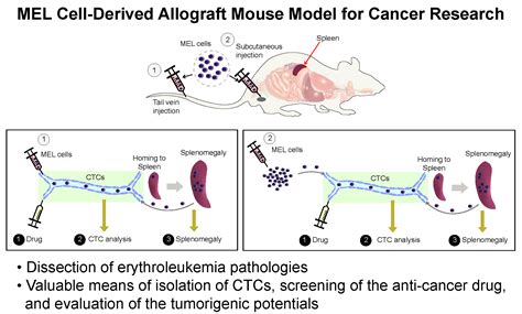 Mouse Model For Cancer Research At Wilma Scanlon Blog