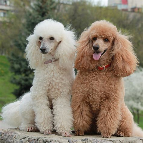 Mini Poodle Size