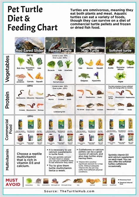 What Human Foods Can Turtles Eat Food Chart The Turtle Hub