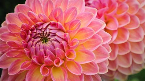 Dahlia Wallpapers Wallpaper Cave
