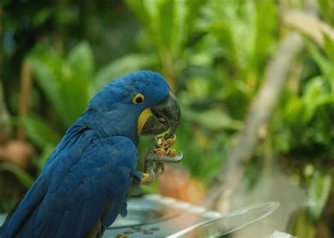 Ara Modra Wygląd Charakter Ciekawostki Fera Pl
