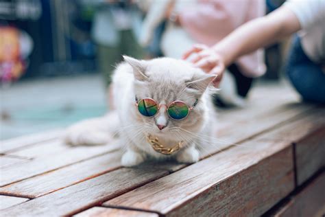Cat Wearing Sunglasses Photos Download The Best Free Cat Wearing