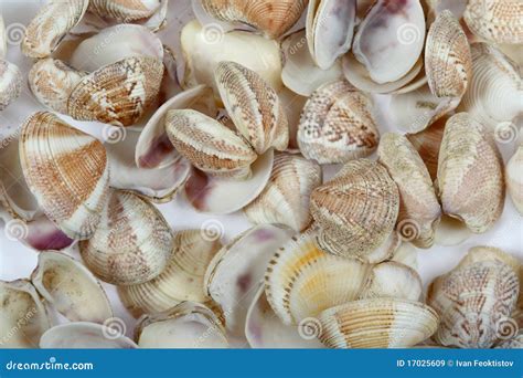 Cockleshell Beach Surface Stock Image Image Of Backgrounds 17025609