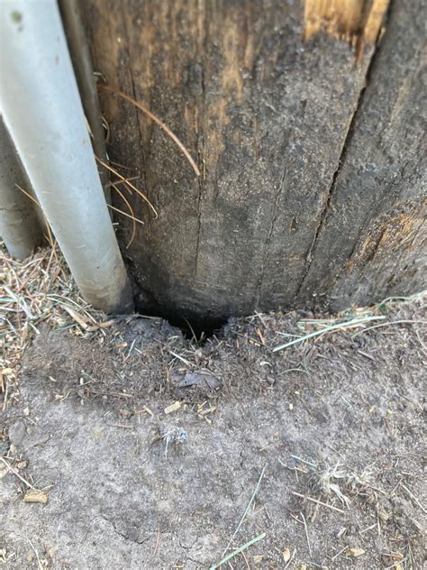 Fresh Adult Recuperating After It Shed Its Shell Rentomology