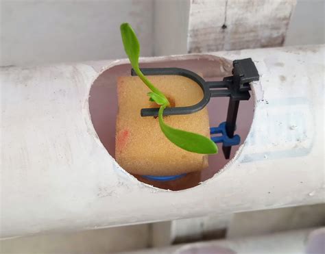 Stl File Hydroponics Hydroponicsl Height Regulator 📱 ・3d Print Object