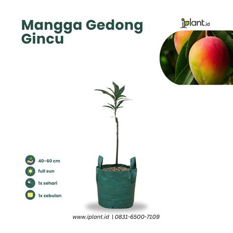 Mangga Gedong Gincu