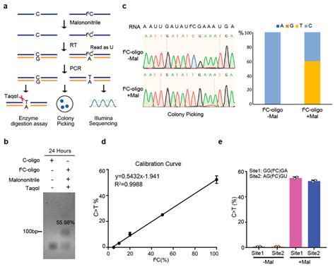 Quantitative Sequencing Of Rna F 5 C By Mal Seq A Schematic Of