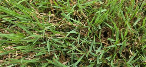 Bentgrass An Invasive Lawn Invader And How To Control It