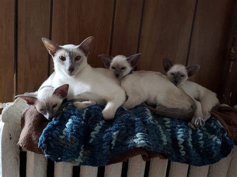 Siamese Himalayan Kittens Siamese Himalayan Kittens