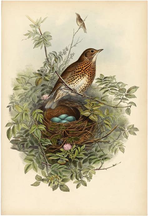 25 Free Vintage Bird Printable Images Artofit