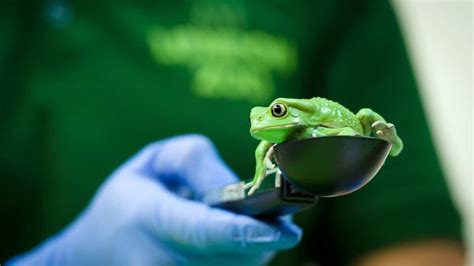 The Dangers Of Kambo Investigating The Fatalities Caused By Poisonous