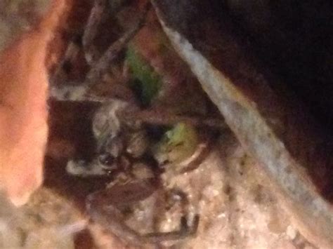 My Spider Eating A Grasshopper Rspiders