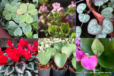 愛心型植物：情人節不送花束送盆栽？頂樓花園的大自然心型大集合！ 園藝部落格：igarden 花寶愛花園園藝文摘plus