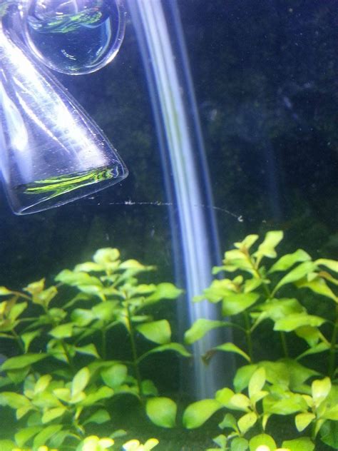 Stringy Algae Aquatic Plant Forum