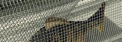 Traps Bjornsen Pond Management