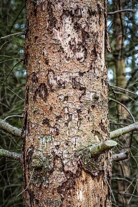 Spruce Beetle Damage