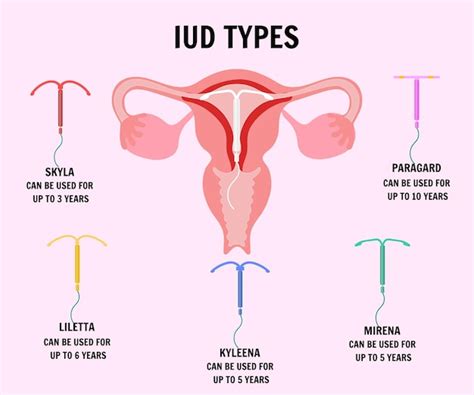 Female Reproductive System Diagram Vectors And Illustrations For Free