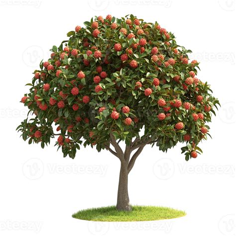A Small Flowering Tree Is Laden With Red Flower Clusters 58218533 Png