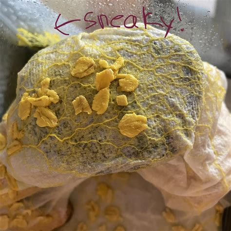 Stemonitis Sp Under Microscope Slimemolds