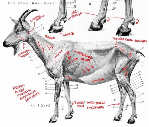 Drrraing ОргВопросы и АНАТОМИЧЕСКИЕ ТАБЛИЦЫ Goat Leg Reference