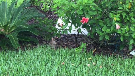 Cute Round Ear Rabbit And Grass Stock Video Video Of Hare Ground