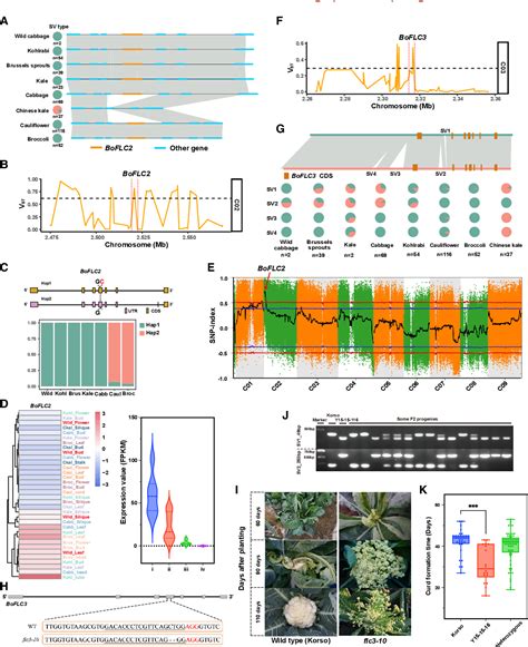 Figure 6 From A Graph Based Pan Genome Of Brassica Oleracea Provides