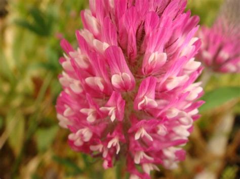 תלתן הארגמן To Keep השער לעולם הגינון