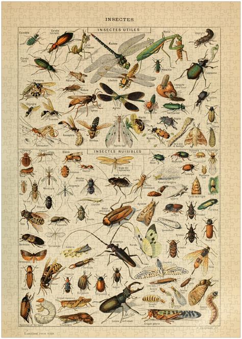 Entomology Jigsaw Puzzle Vintage Insect Classification Art By Adolphe
