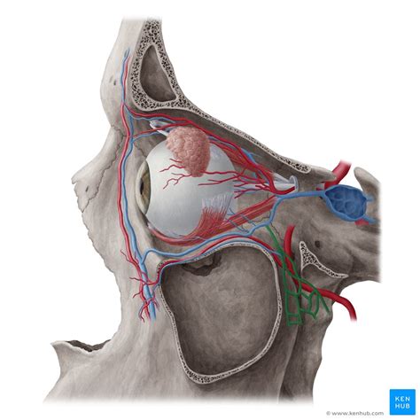 Plexus Pterygoideus Anatomie Und Klinik Kenhub