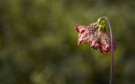 Understanding Pythium And Its Impact On Australian Agriculture Test Needs