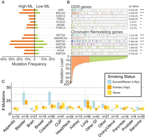 Associations Between Ddrcr Gene Mutation Frequency Tumor Mutational Download Scientific