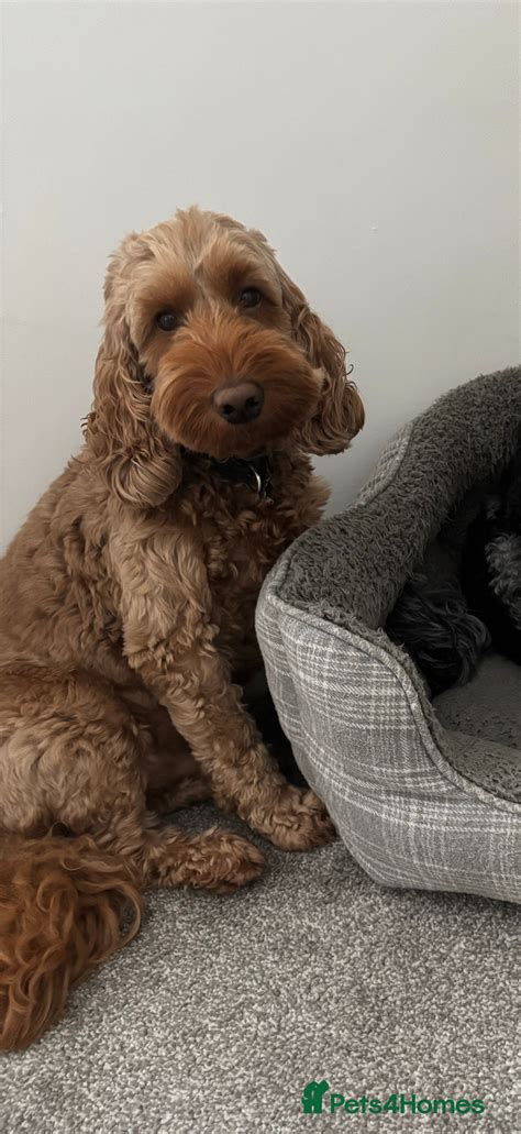 Proven F1 Male Red Cockapoo For Stud For Stud In Warrington Pets4homes
