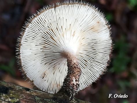 Lentinus Crinitus Ecos Del Bosque