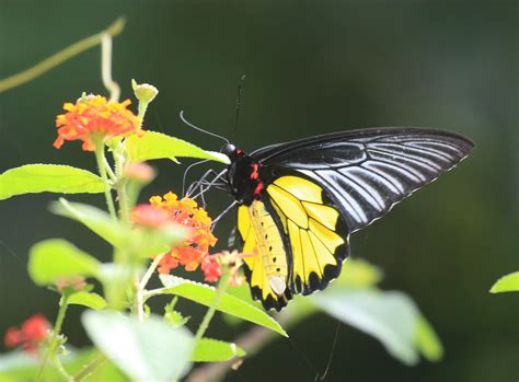 Troides Minos Cramer 1779 By Vijayalakshmi On 21 August 2020