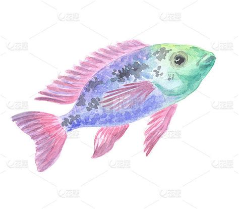 丽鱼科鱼的原始