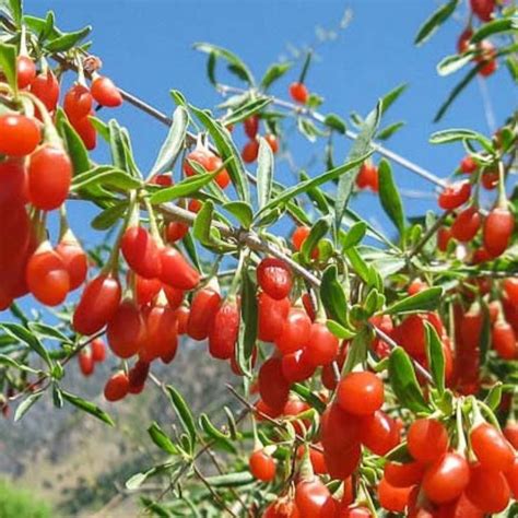 100 Bag Goji Berry Wolfberry Seeds Support Immune Function Vision